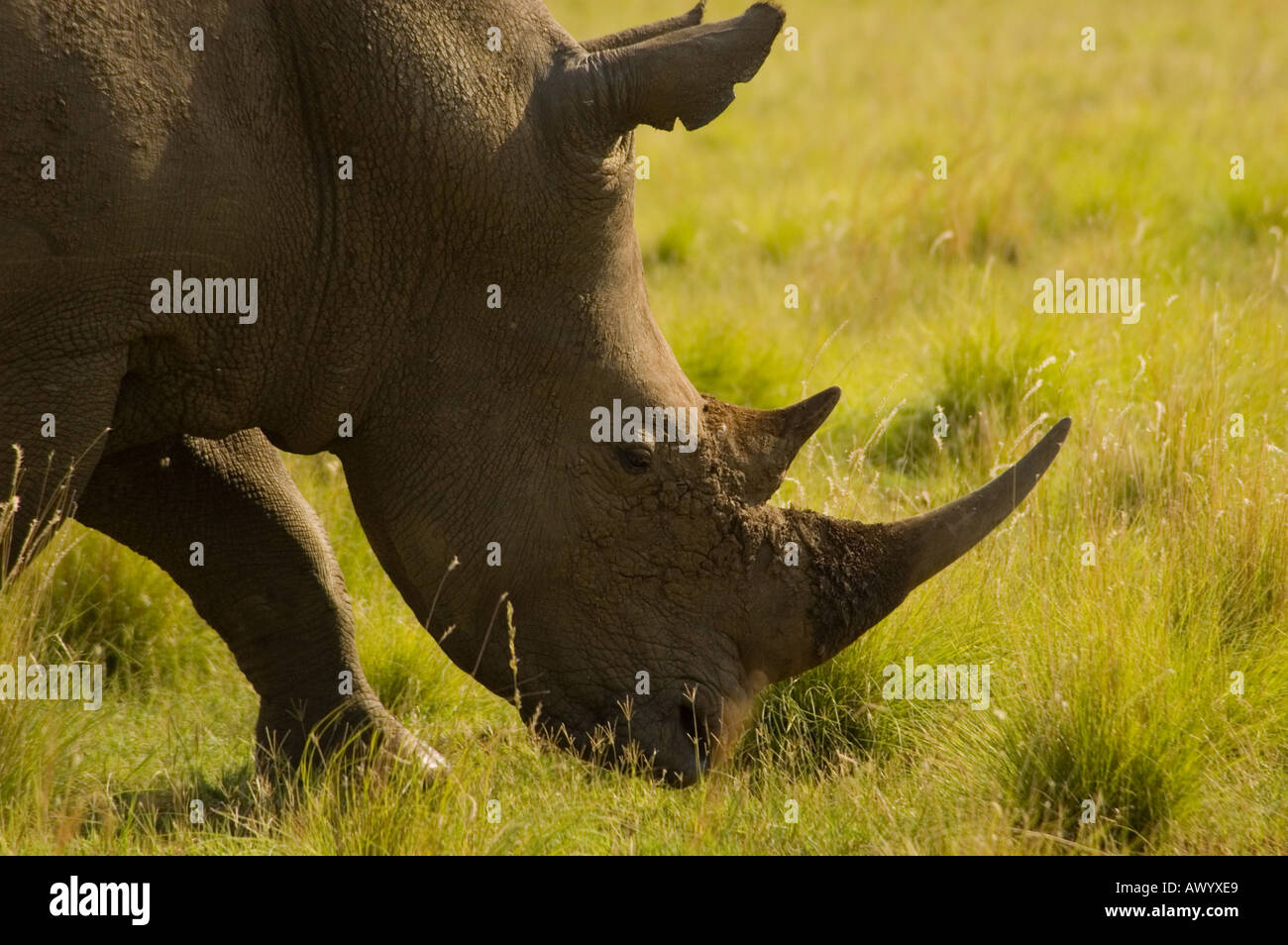 Portrait of a White Rhino grazing in tall grass; Pilanesberg National ...