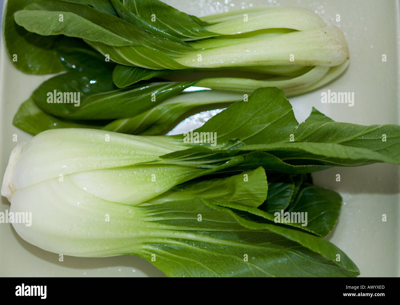 White stem Pak Choi Stock Photo - Alamy