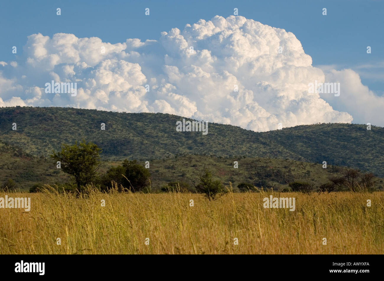 Puffy cotton wool clouds and African landscape Stock Photo - Alamy