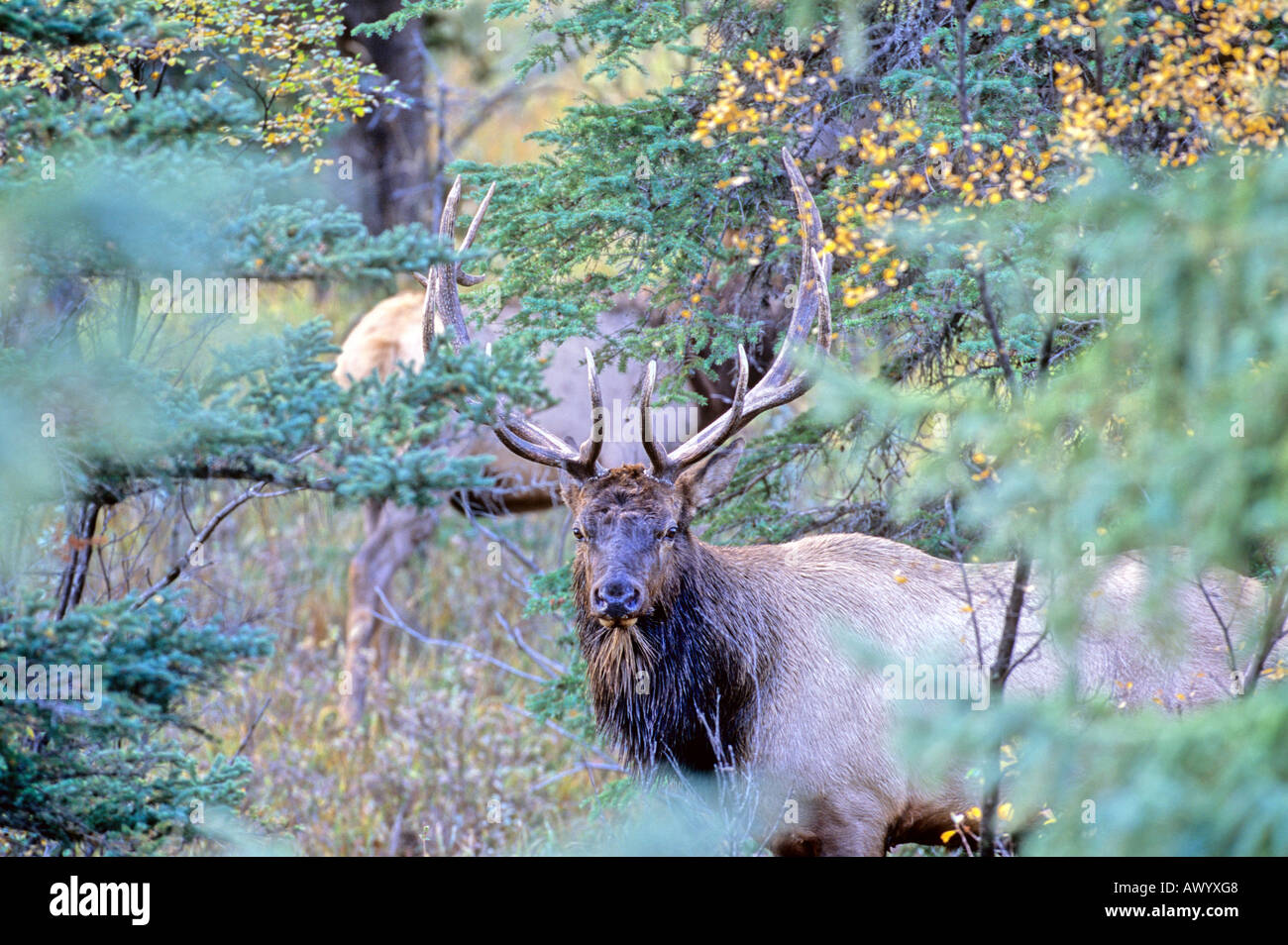Bull Elk in the woods Stock Photo - Alamy