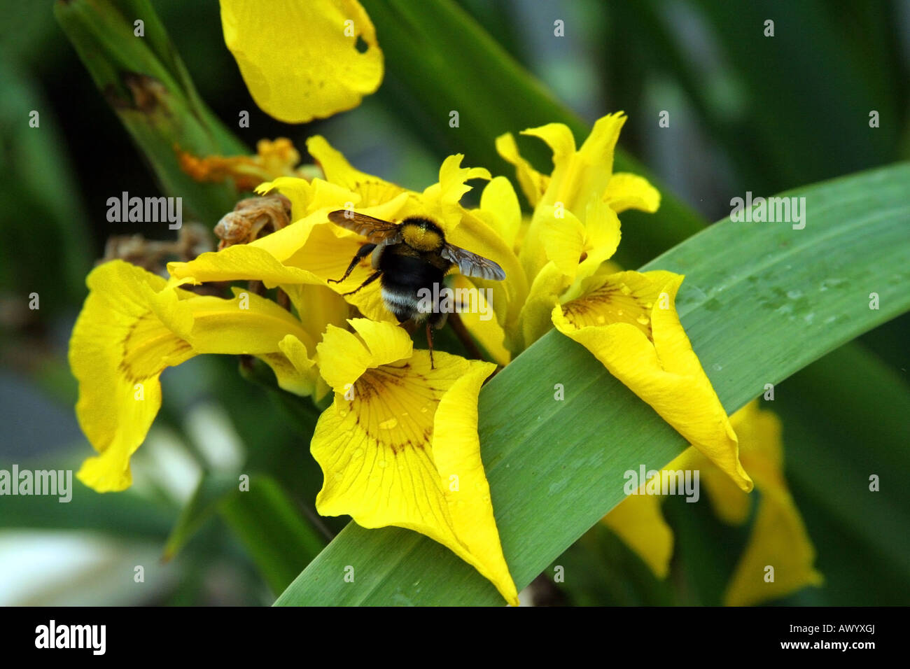 Bumblebee macro hi-res stock photography and images - Alamy