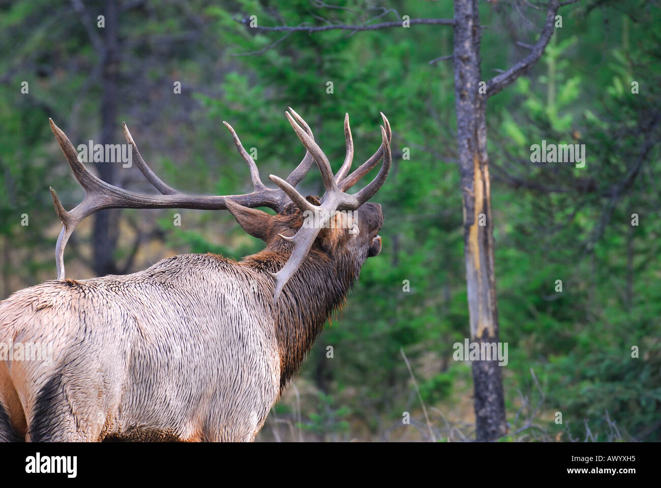 Rear view of an elk hi-res stock photography and images - Alamy