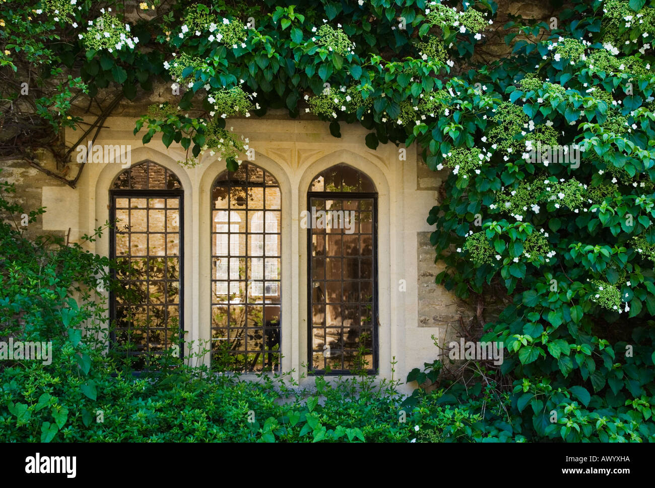 Hydrangea petiolaris clmbing over the stone walls and three transomed ...