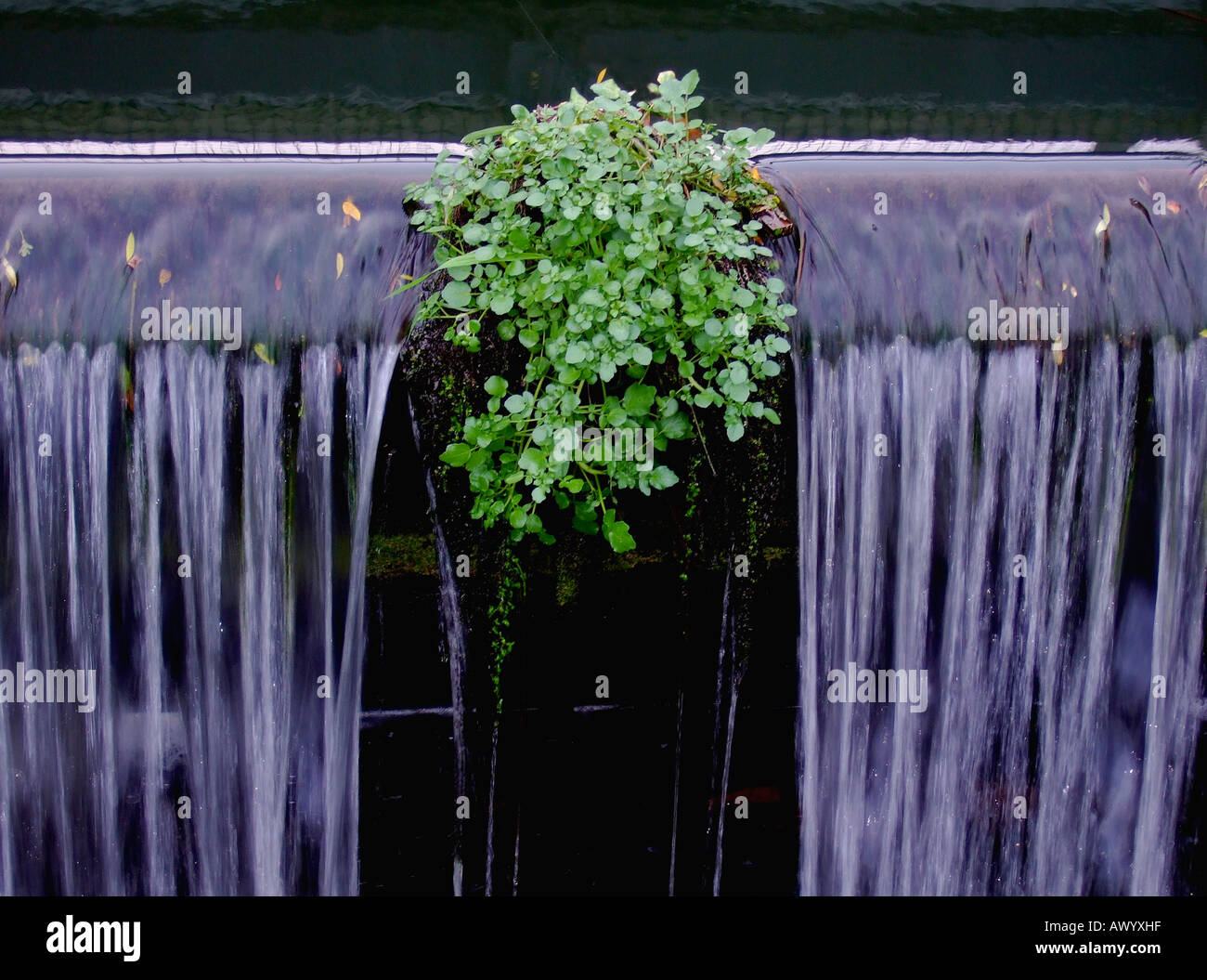 Hanging plants waterfall hi-res stock photography and images - Alamy