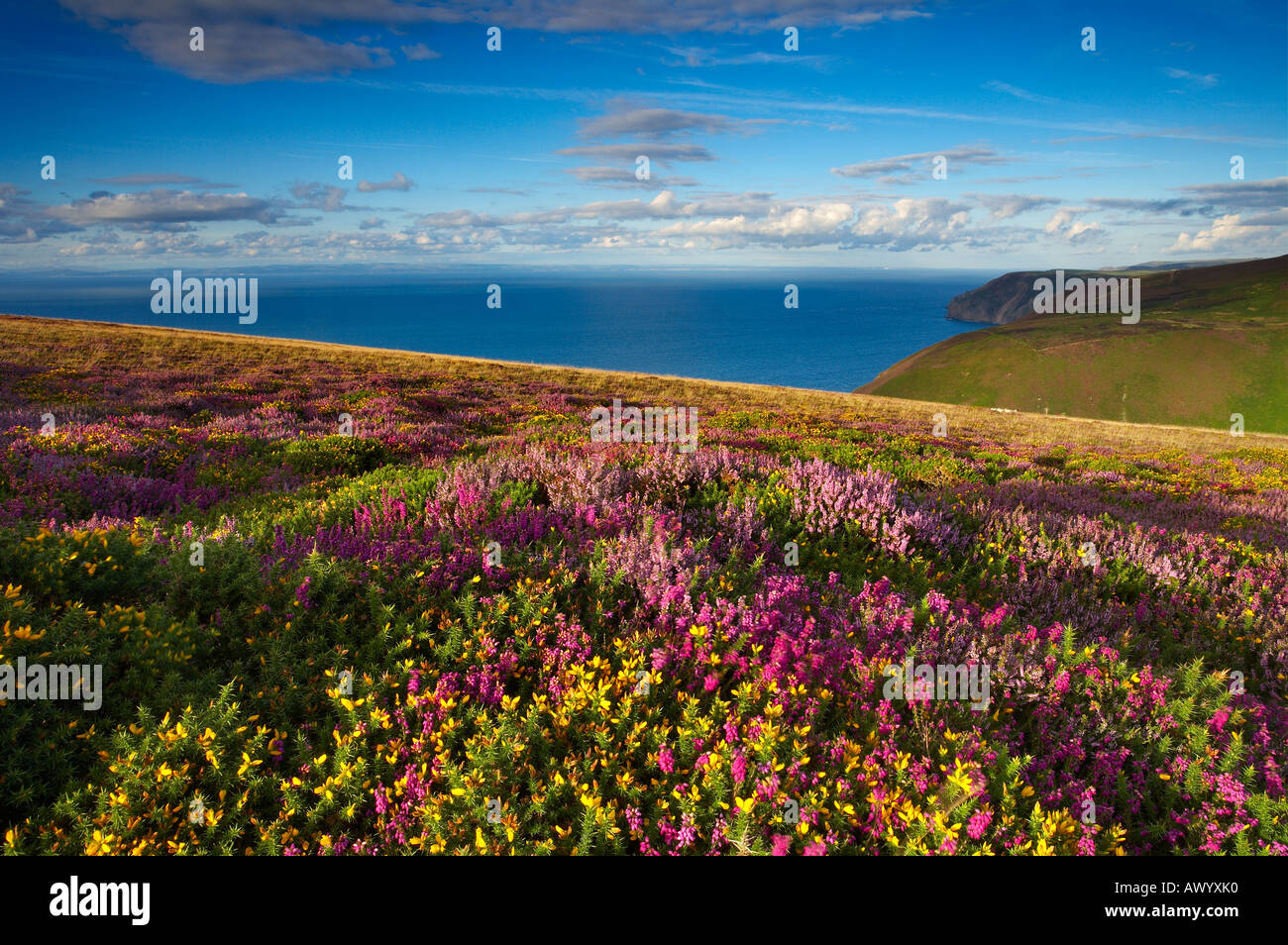 Coastal path in summer on the Great Hangman National Trust near Combe ...