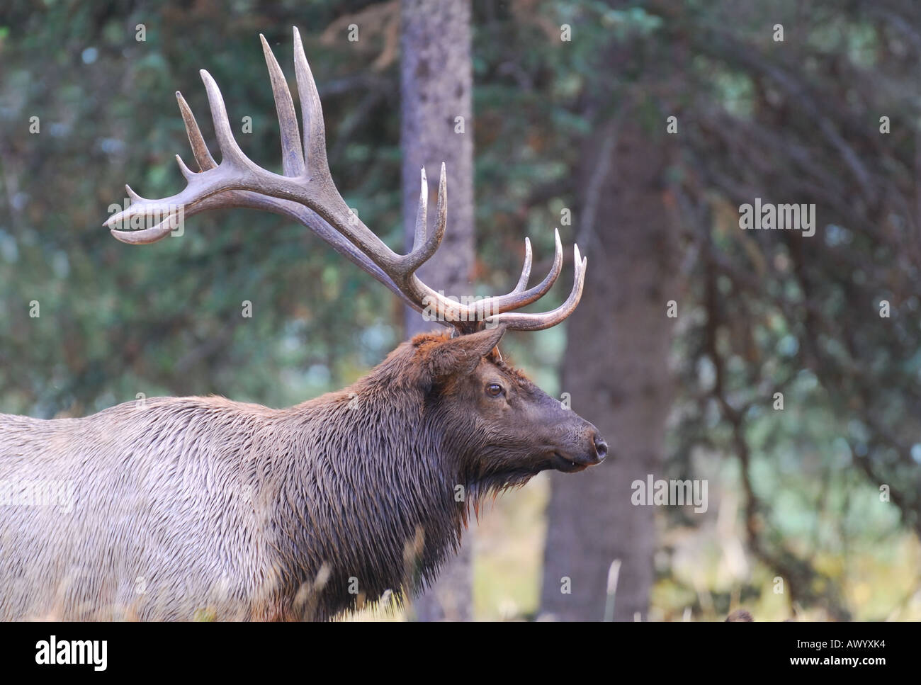 Bull Elk side portrait Stock Photo - Alamy