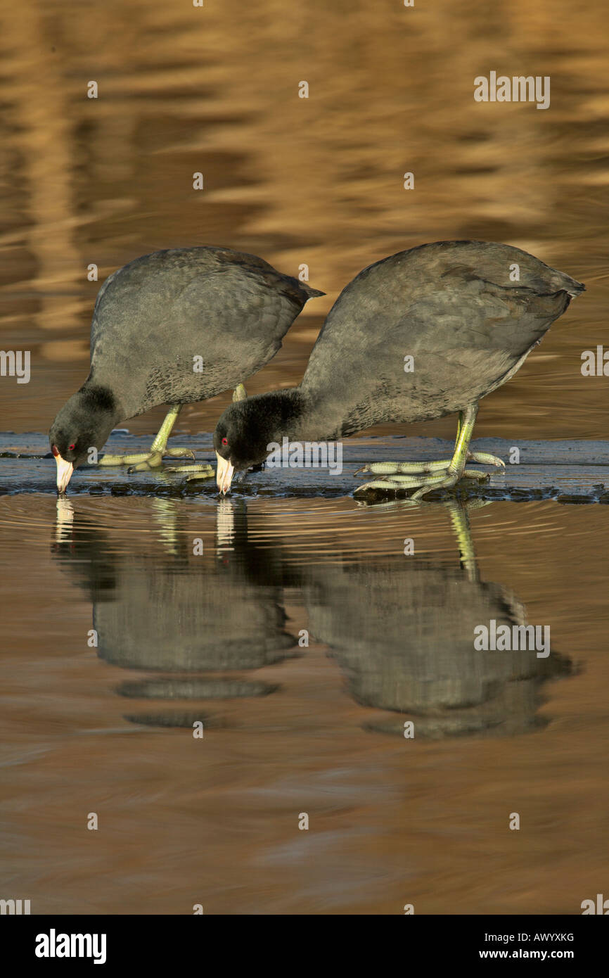 American coot birds hi-res stock photography and images - Alamy