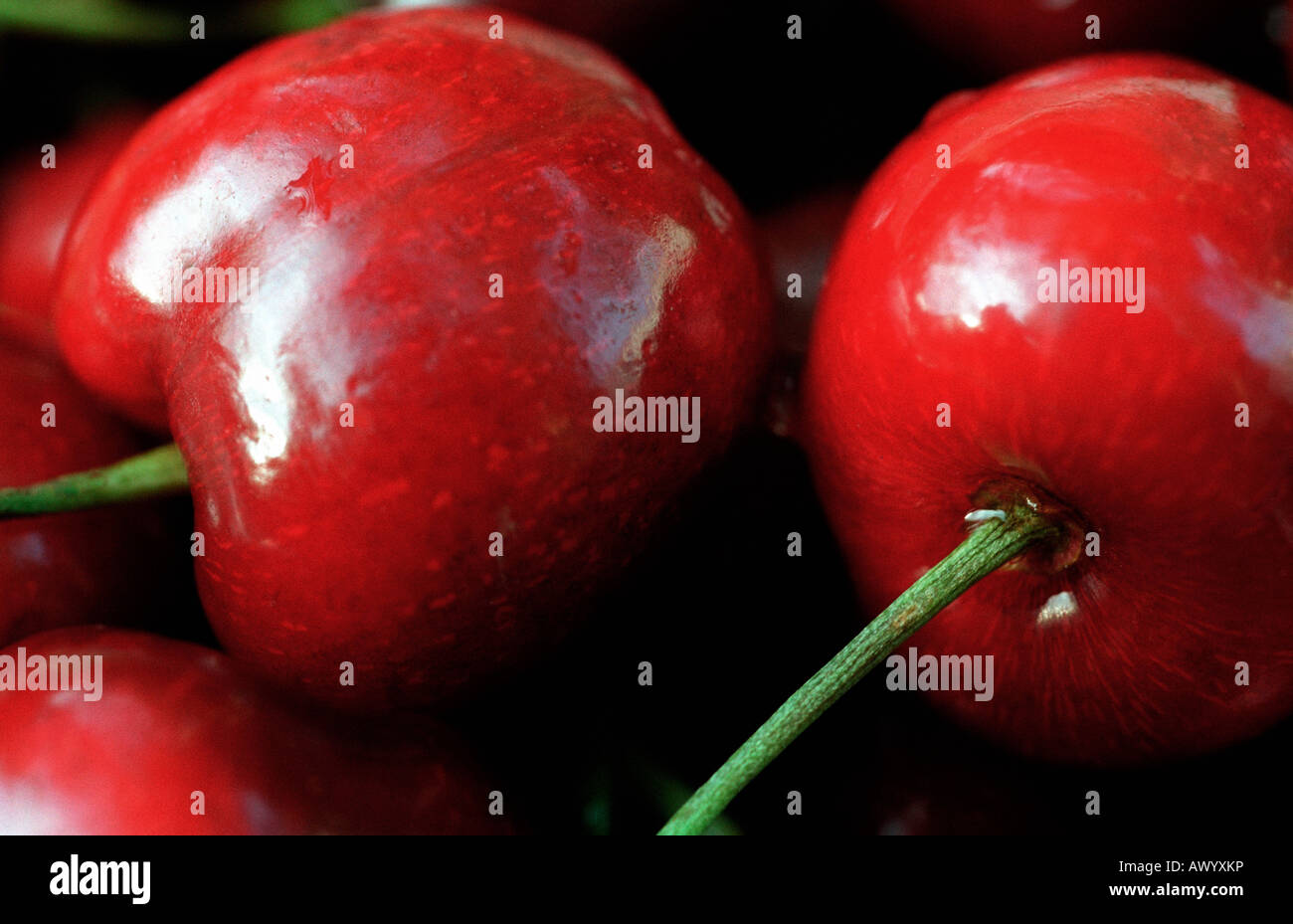 Ripe wild cherry fruits Stock Photo - Alamy