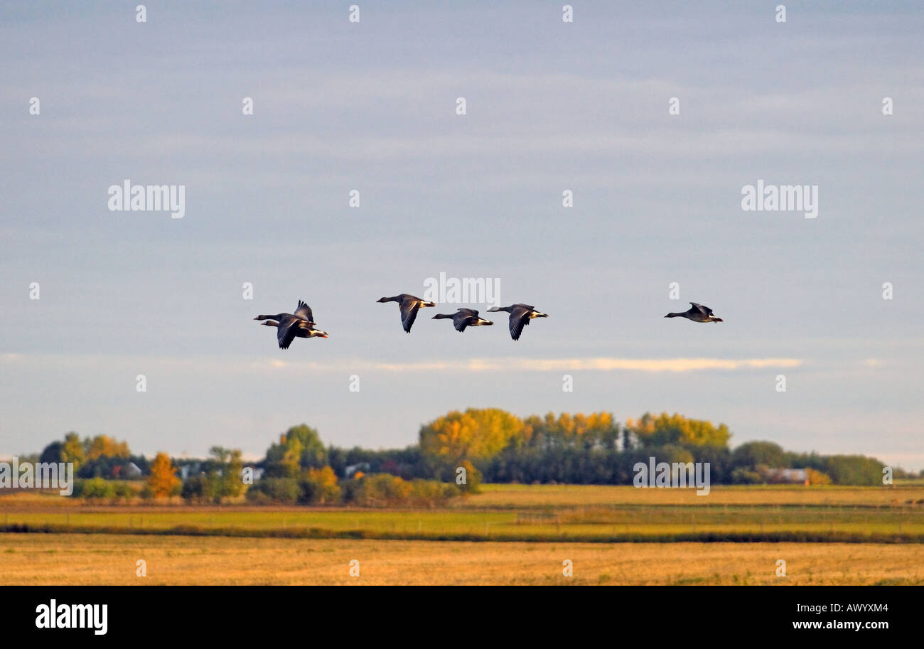 Canada Geese flying Stock Photo - Alamy