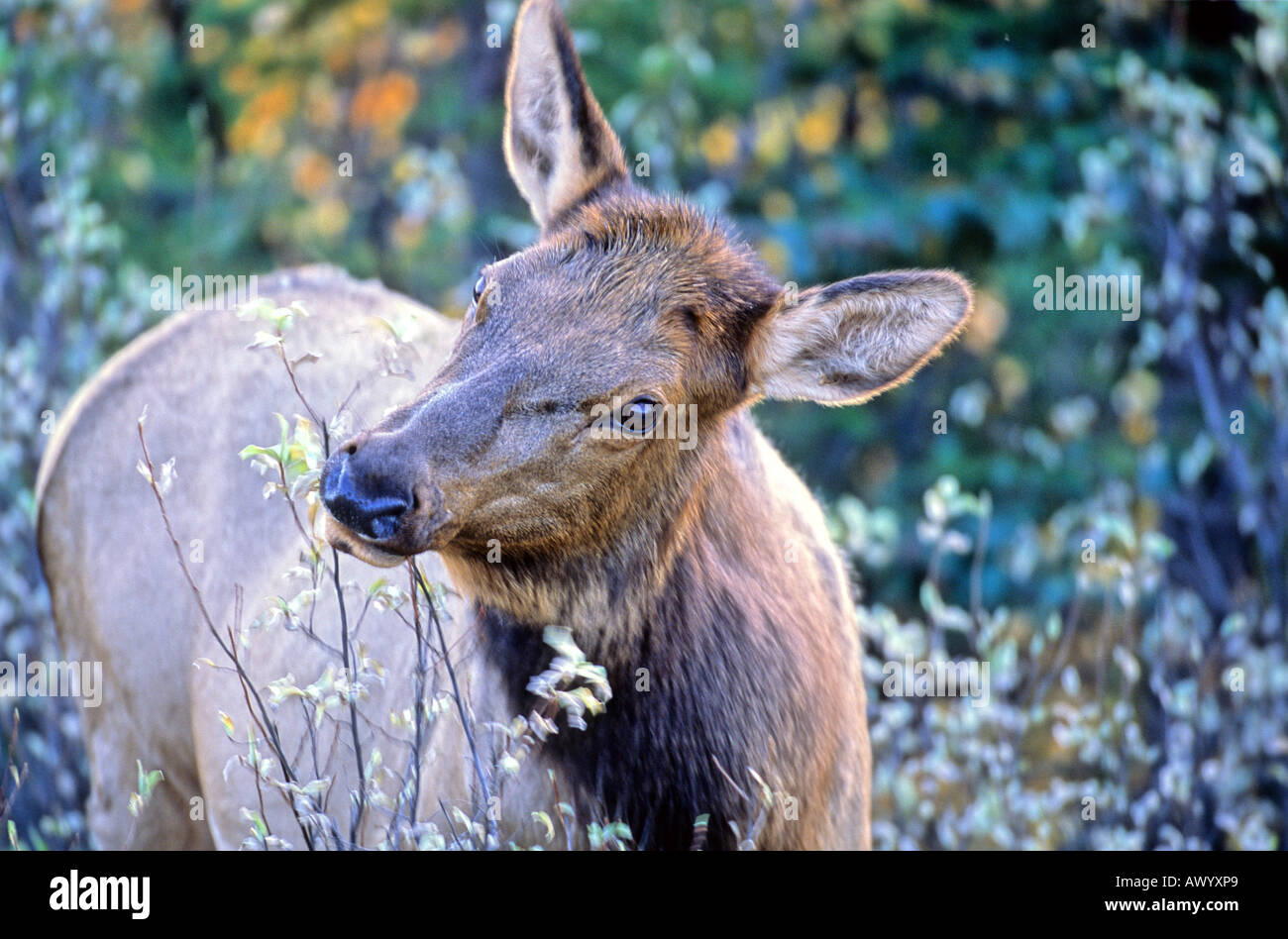 Elk eating leaves hi-res stock photography and images - Alamy