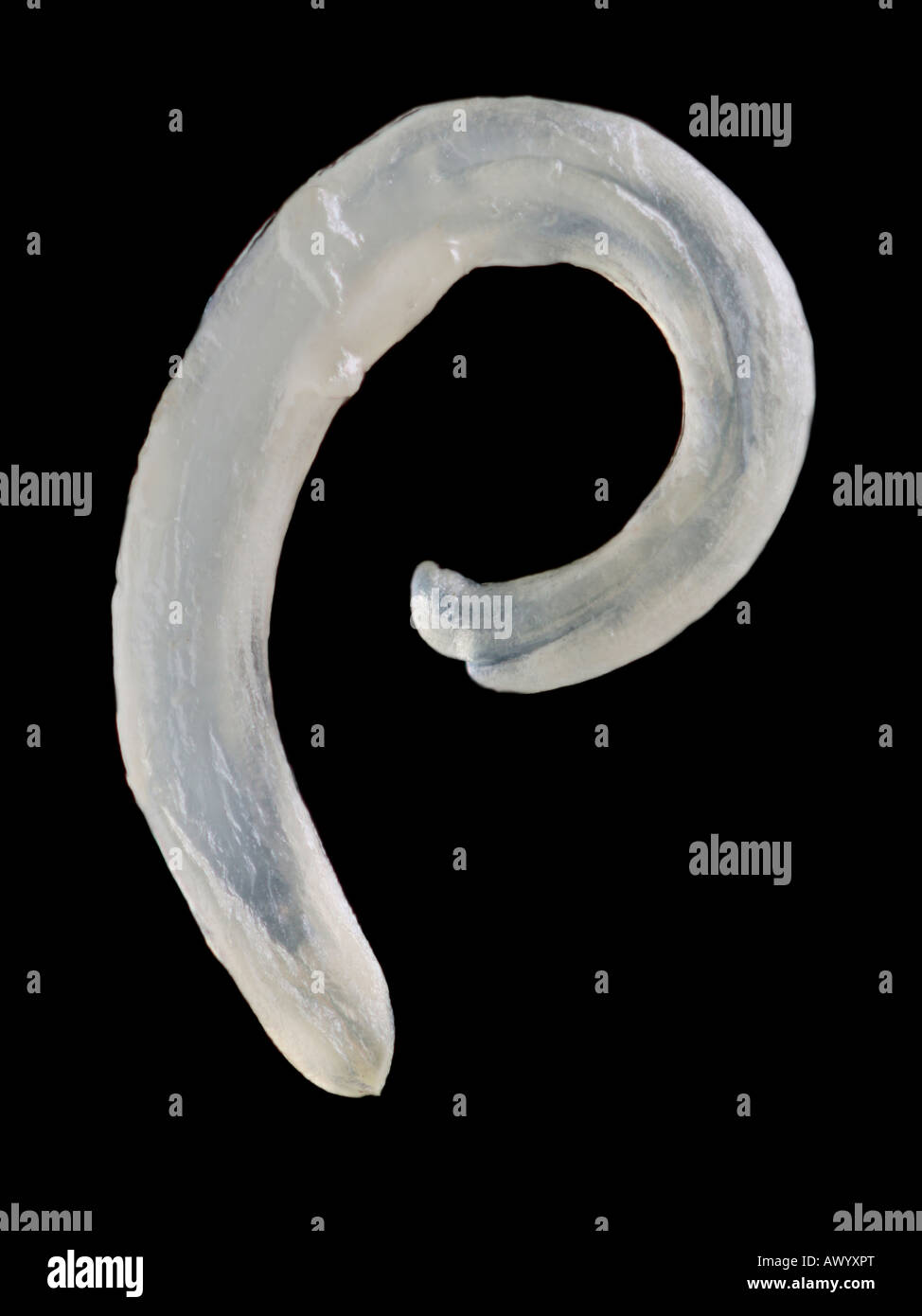 Macro photo of the embryo of a bell pepper Stock Photo - Alamy