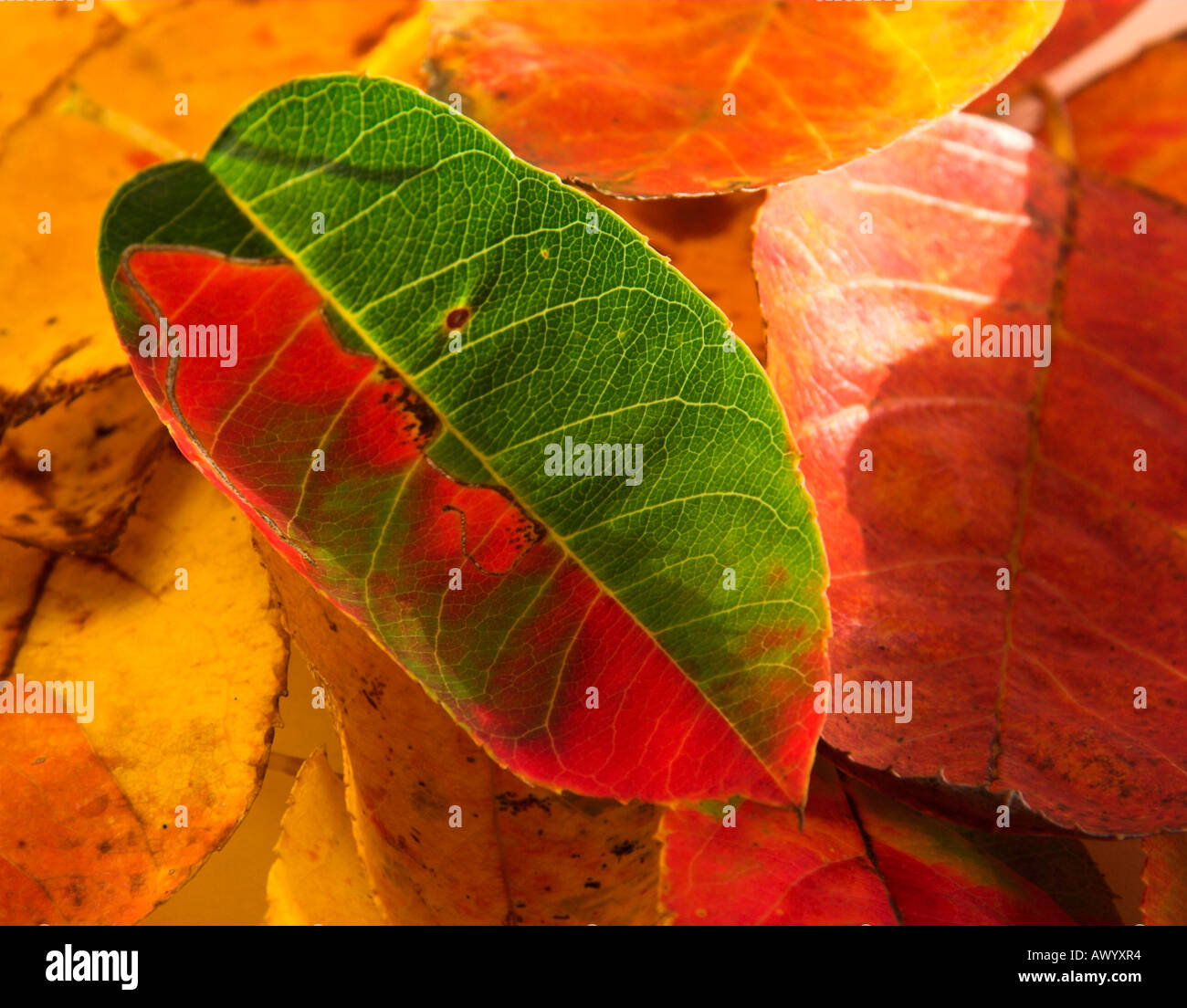 Colourful Autumn leaves Amelanchier. Common name Snowy mespilus Stock ...