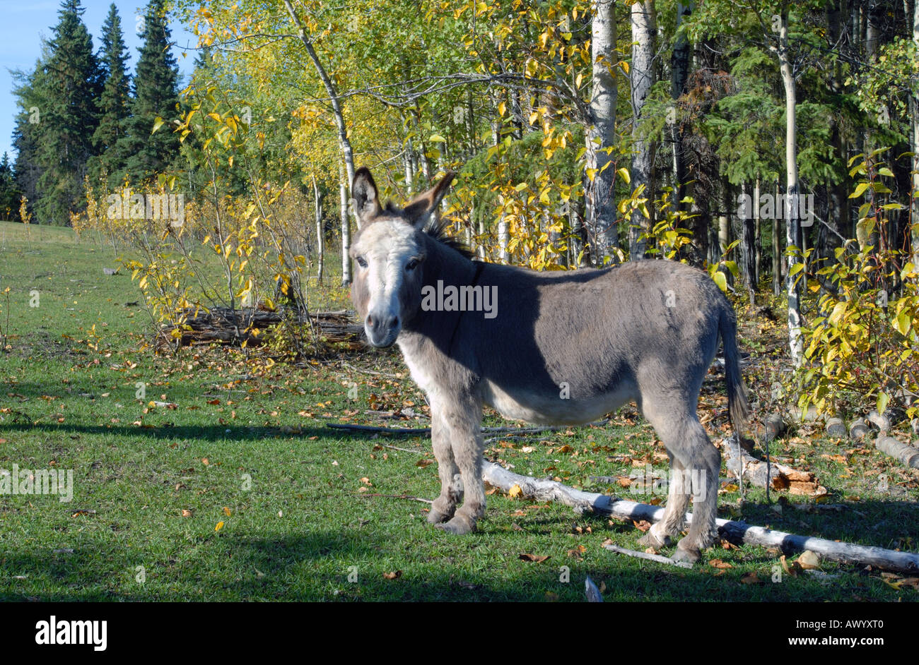 Little Grey Donkey 6 Stock Photo - Alamy
