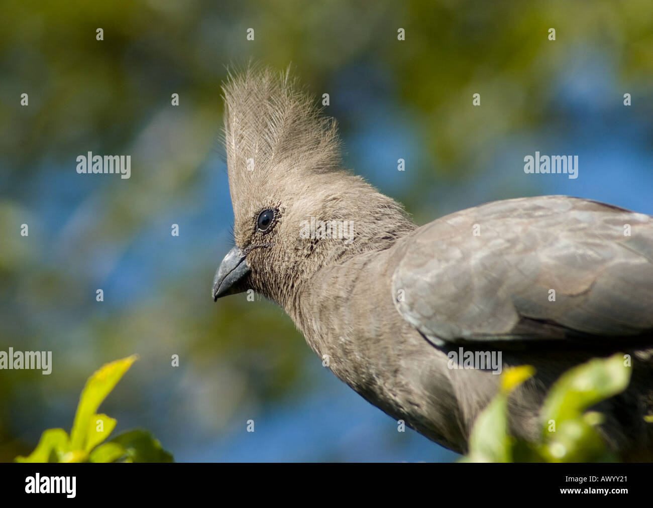 Grey Go-away bird/Grey Lourie in a tree in South Africa Stock Photo - Alamy