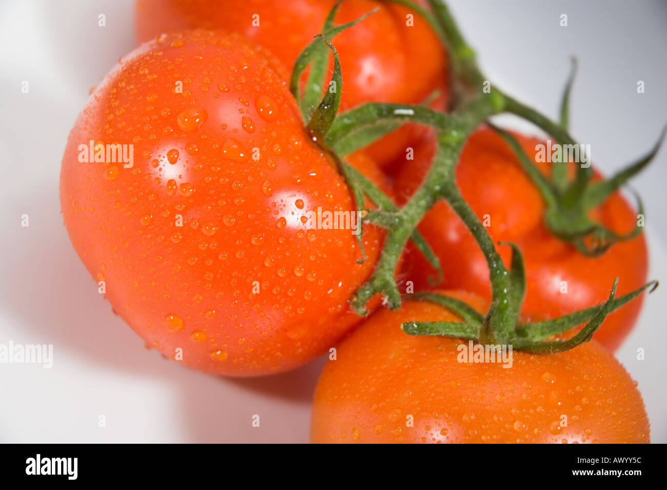 Vine ripened Tomatoes on the vine Stock Photo - Alamy