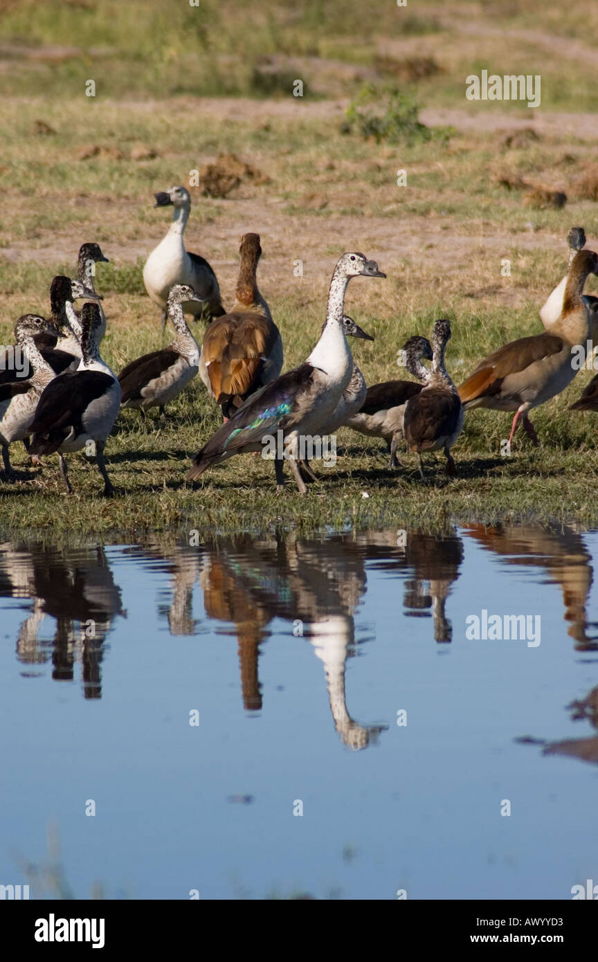 Wading Birds; Chobe River, Botswana, Africa Stock Photo - Alamy