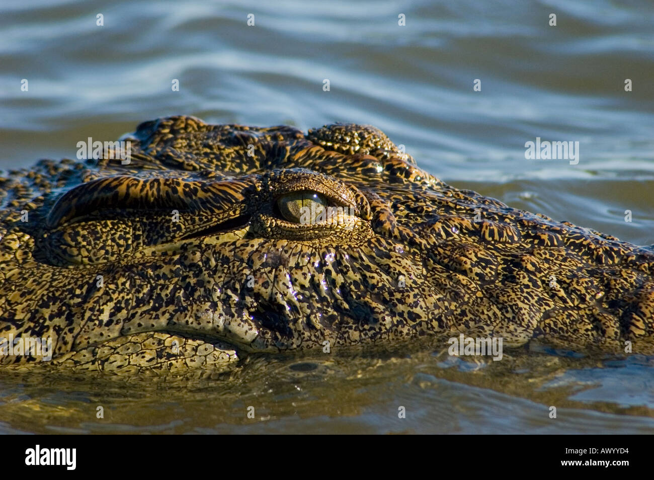 Crocodile, Crocodylus nioloticus, floating with it's eyes above the ...