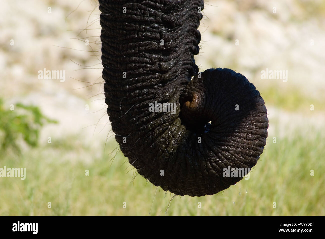 Trunk curl curled curly circle hi-res stock photography and images - Alamy