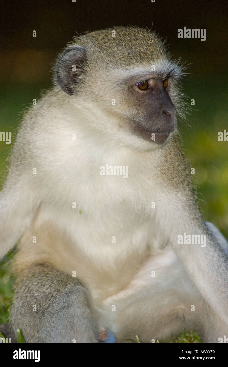 Vervet Monkey, Chlorocebus pygerythrus, Chobe National Park; Botswana ...