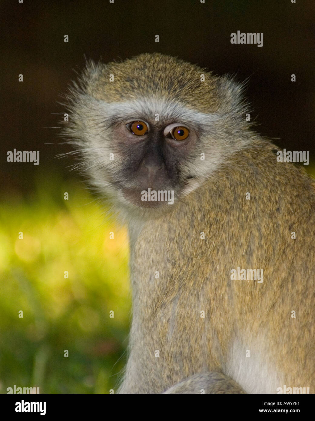 Vervet Monkey, Chlorocebus pygerythrus, portrait; Chobe National Park ...