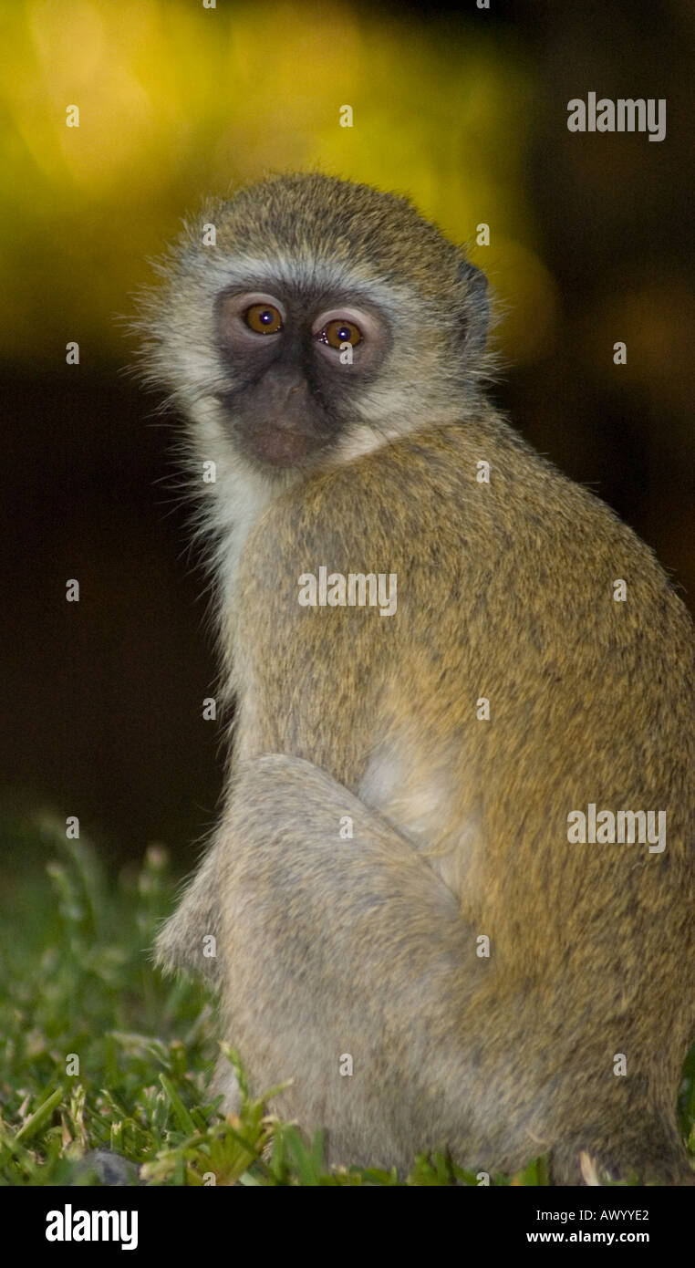 Baby Vervet Monkey, Chlorocebus pygerythrus, portrait; Chobe National ...