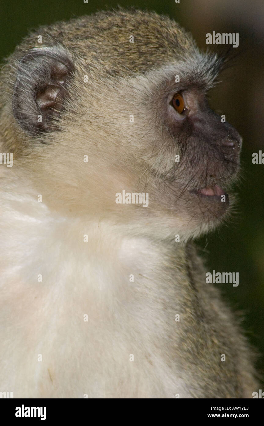Vervet Monkey, Chlorocebus pygerythrus, side profile; Chobe National ...