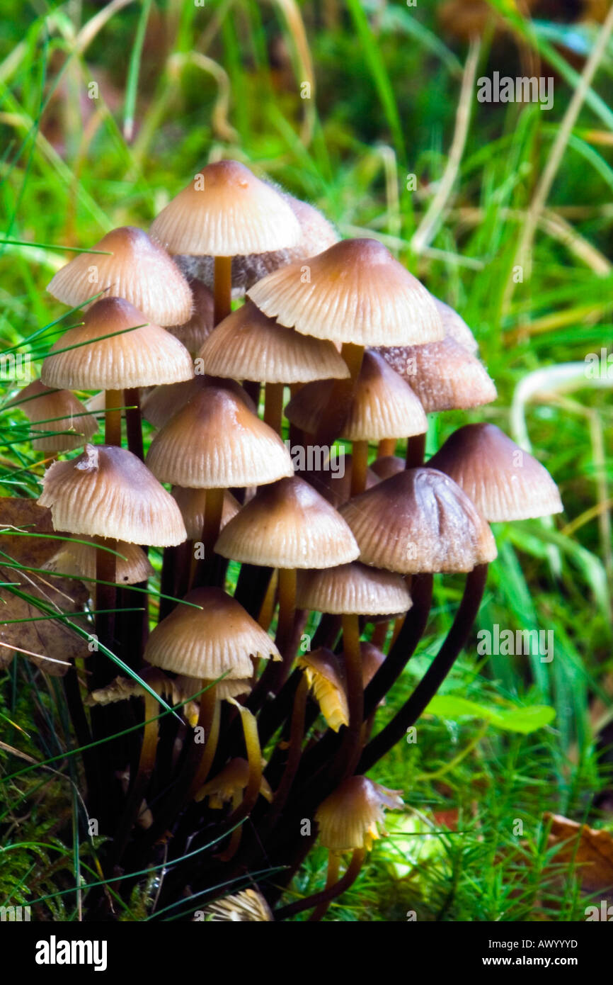 Mycena inclinata on rotting wood hi-res stock photography and images ...
