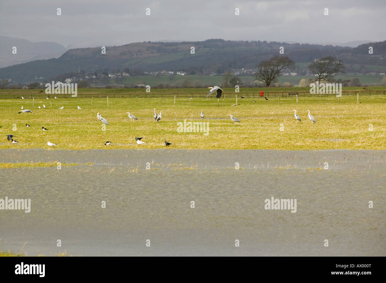 Flooding at Sandside near Arnside UK caused by high spring tides and ...