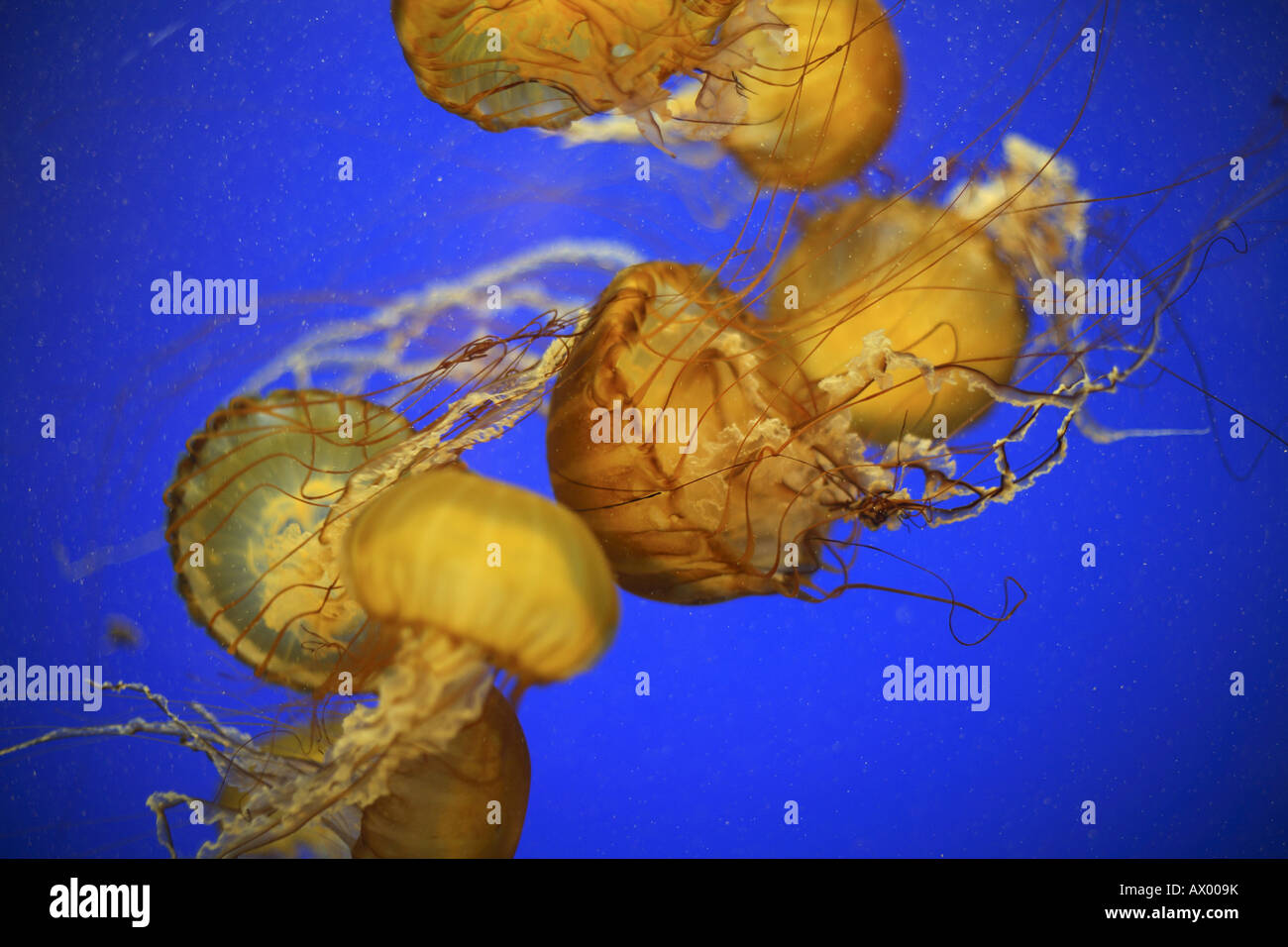 Sea Nettle Jellyfish Stock Photo - Alamy
