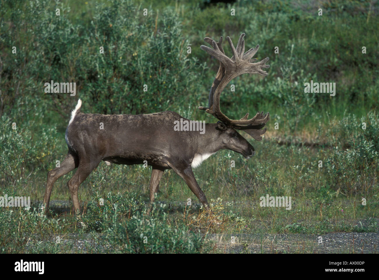 Caribou male, Rangifer tarandus, in velvet Stock Photo - Alamy