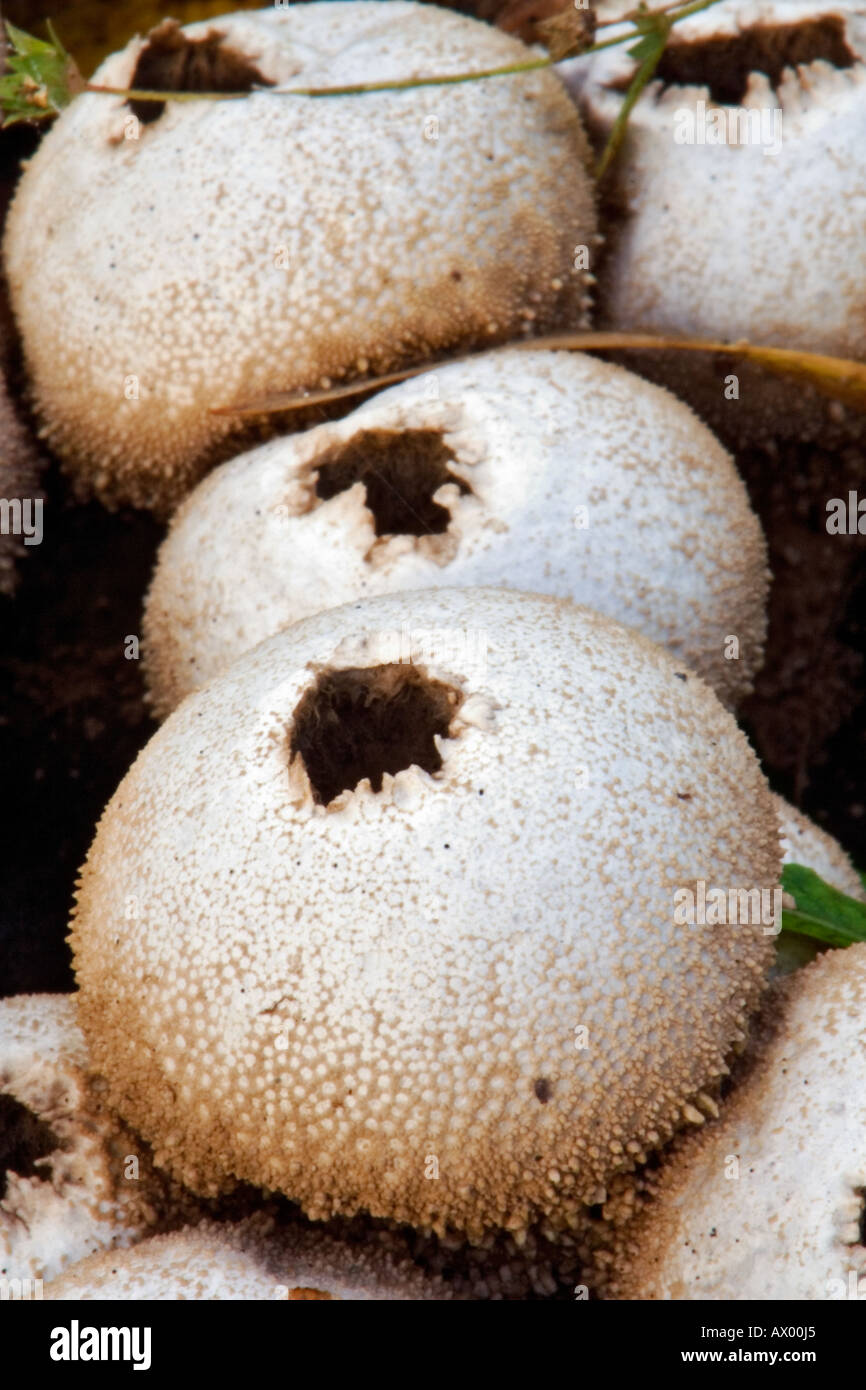 Old Puffball High Resolution Stock Photography and Images - Alamy