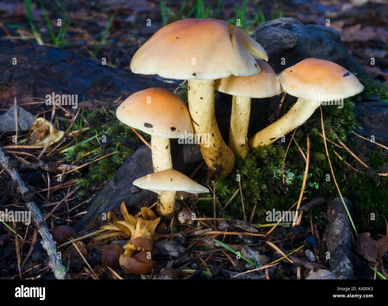 Mushroom root rot hi-res stock photography and images - Alamy