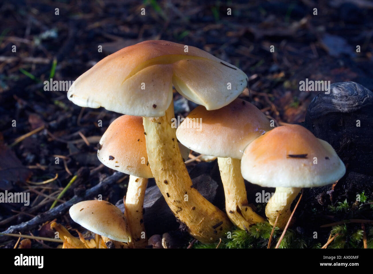 A cluster of Fungus growing on the forest floor beside a tree root ...