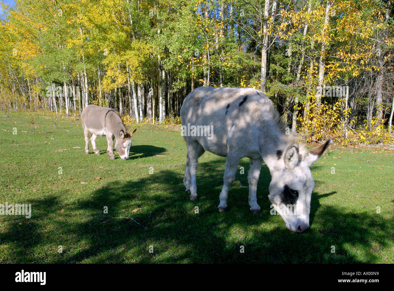 Two Little Donkeys Stock Photo - Alamy