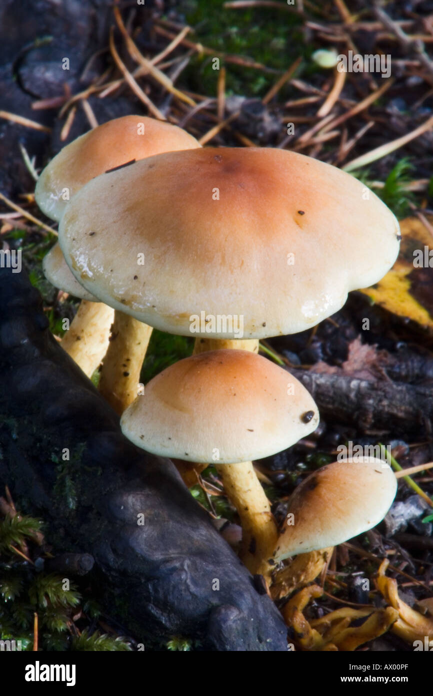 Fungi roots root fungus hi-res stock photography and images - Alamy