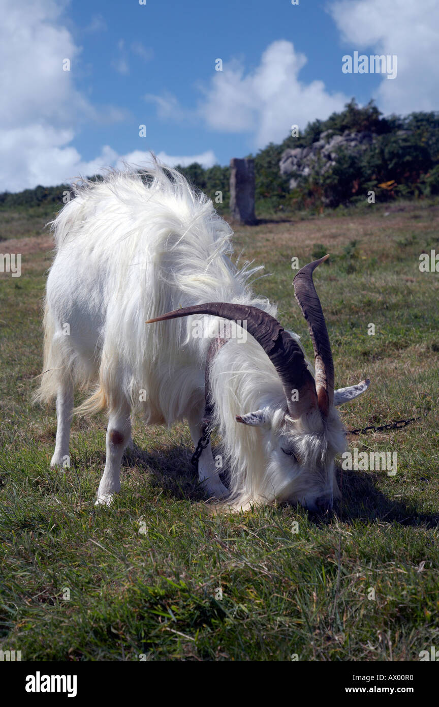 Tethered goat hi-res stock photography and images - Alamy