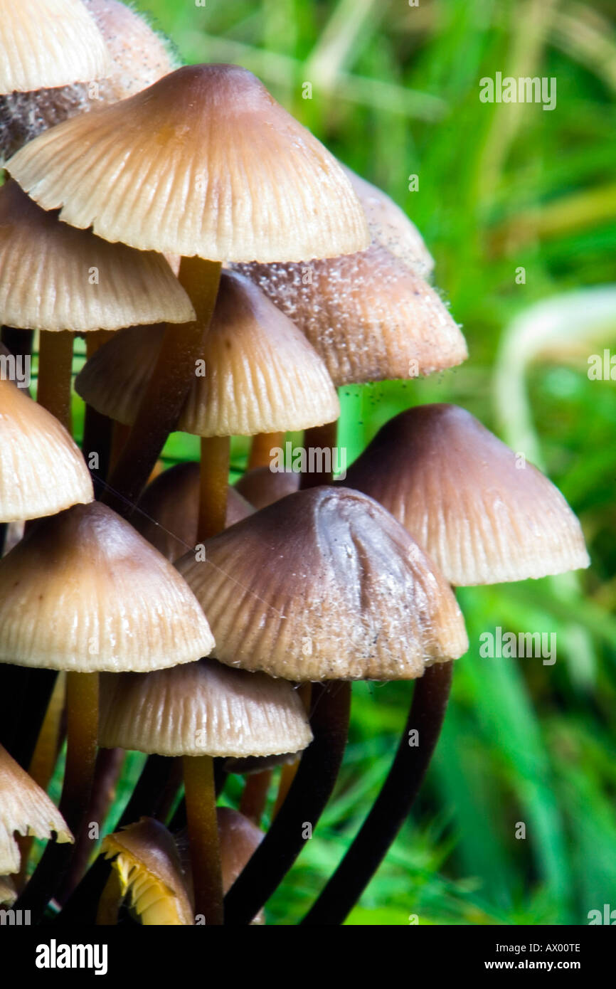 Widespread fungus species hi-res stock photography and images - Alamy