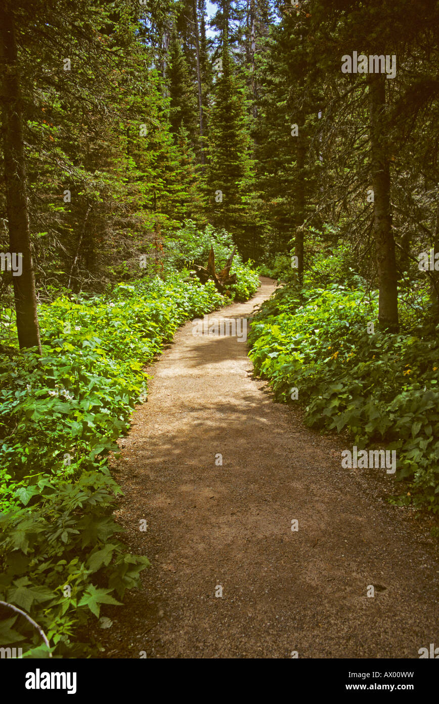 Path through forest Stock Photo - Alamy