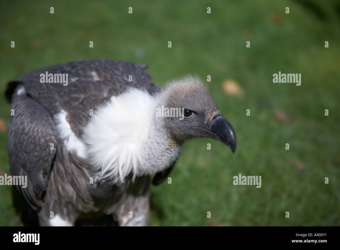 African raptor centre hi-res stock photography and images - Alamy