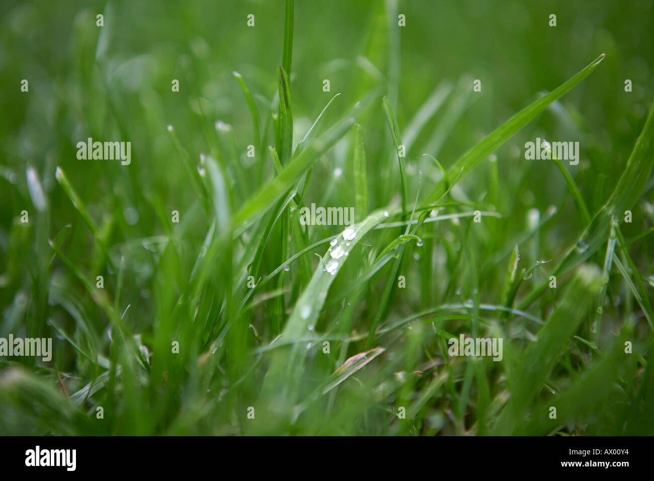 LAWN GRASS CLOSE UP AT LOW LEVEL Stock Photo - Alamy
