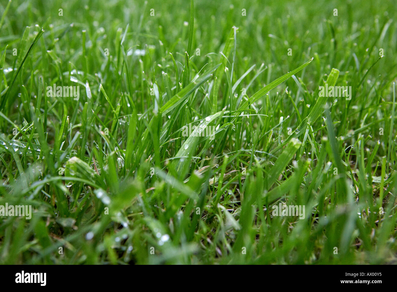 LAWN GRASS SEEN AT LOW LEVEL Stock Photo - Alamy