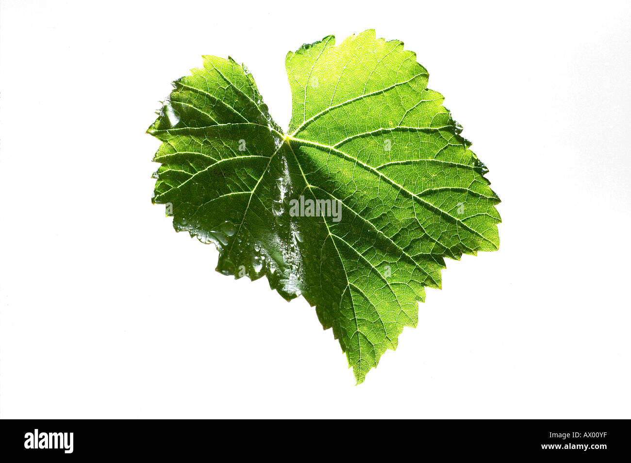 SINGLE VINE LEAF ON A WHITE BACKGROUND Stock Photo - Alamy