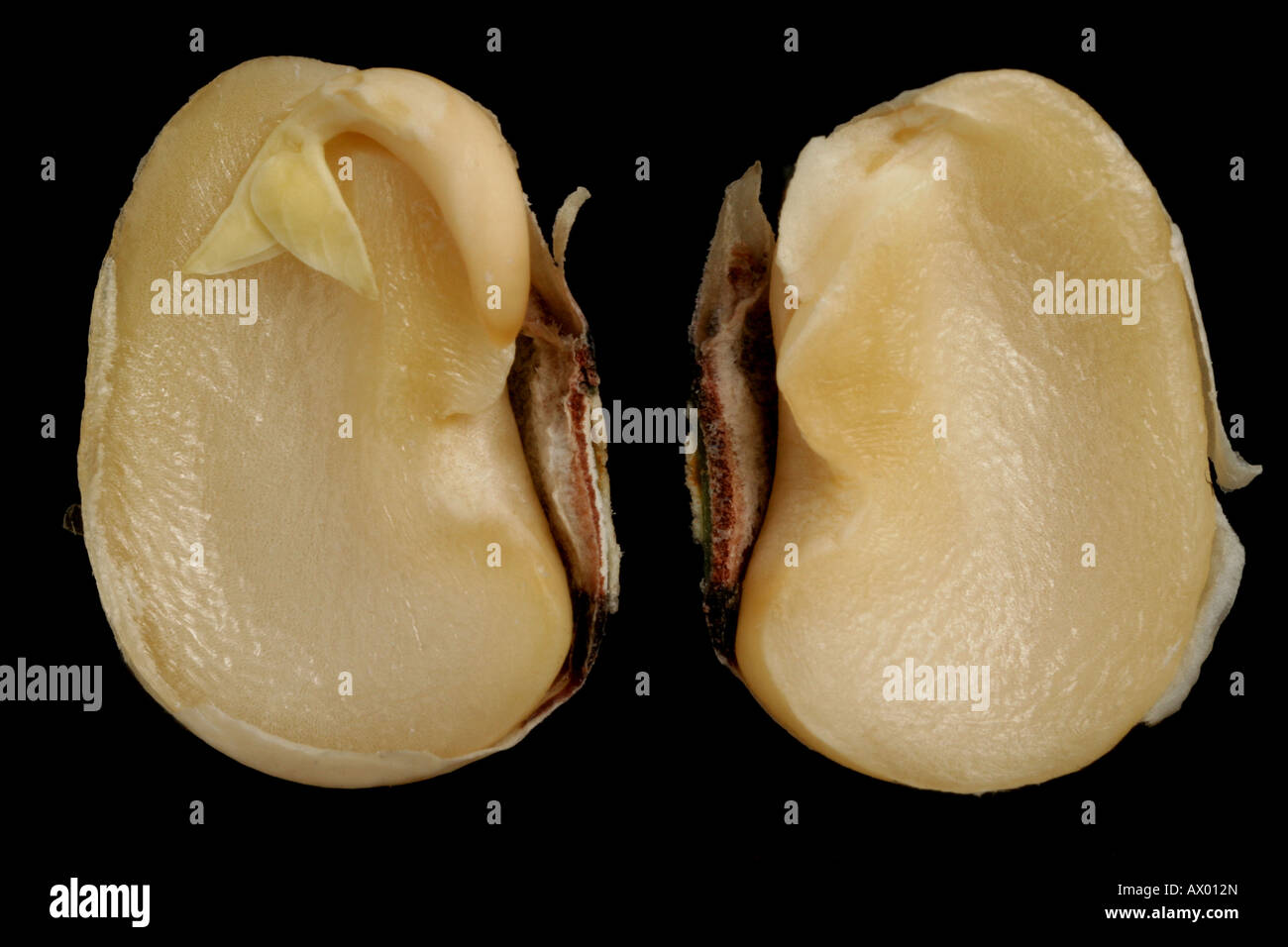 Two cotyledons of a black-eyed pea opened to reveal the developing ...