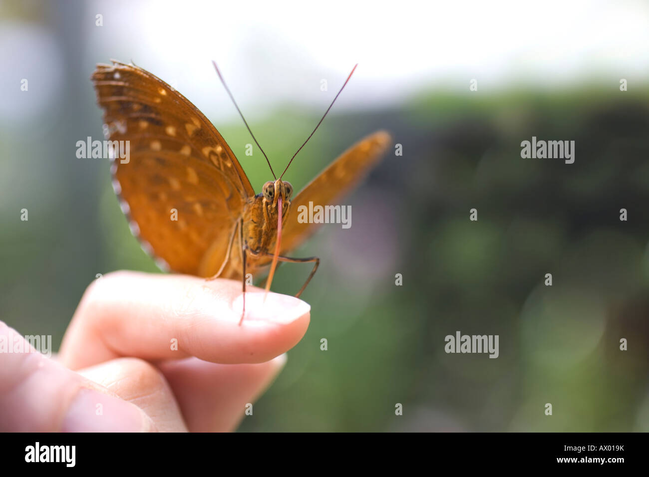 Butterfly farm penang malaysia hi-res stock photography and images - Alamy