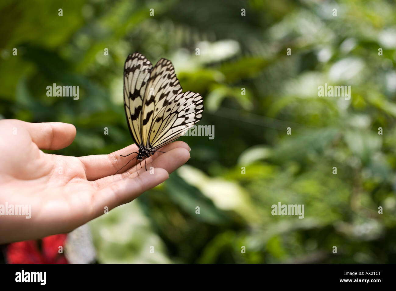 Asia Malaysia Penang Butterfly farm Stock Photo - Alamy