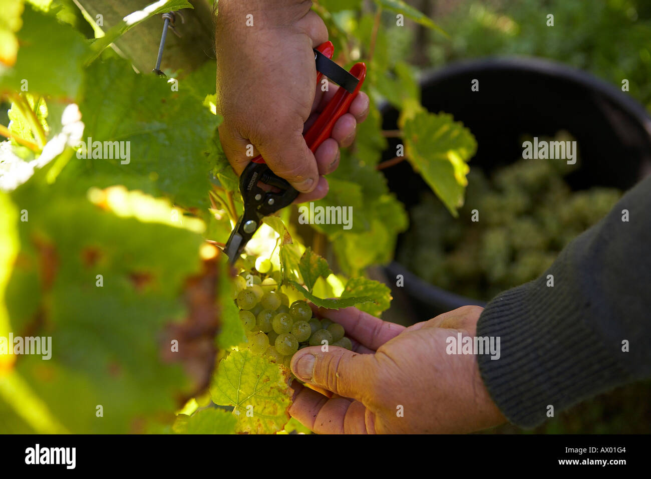 Grape wilt hi-res stock photography and images - Alamy