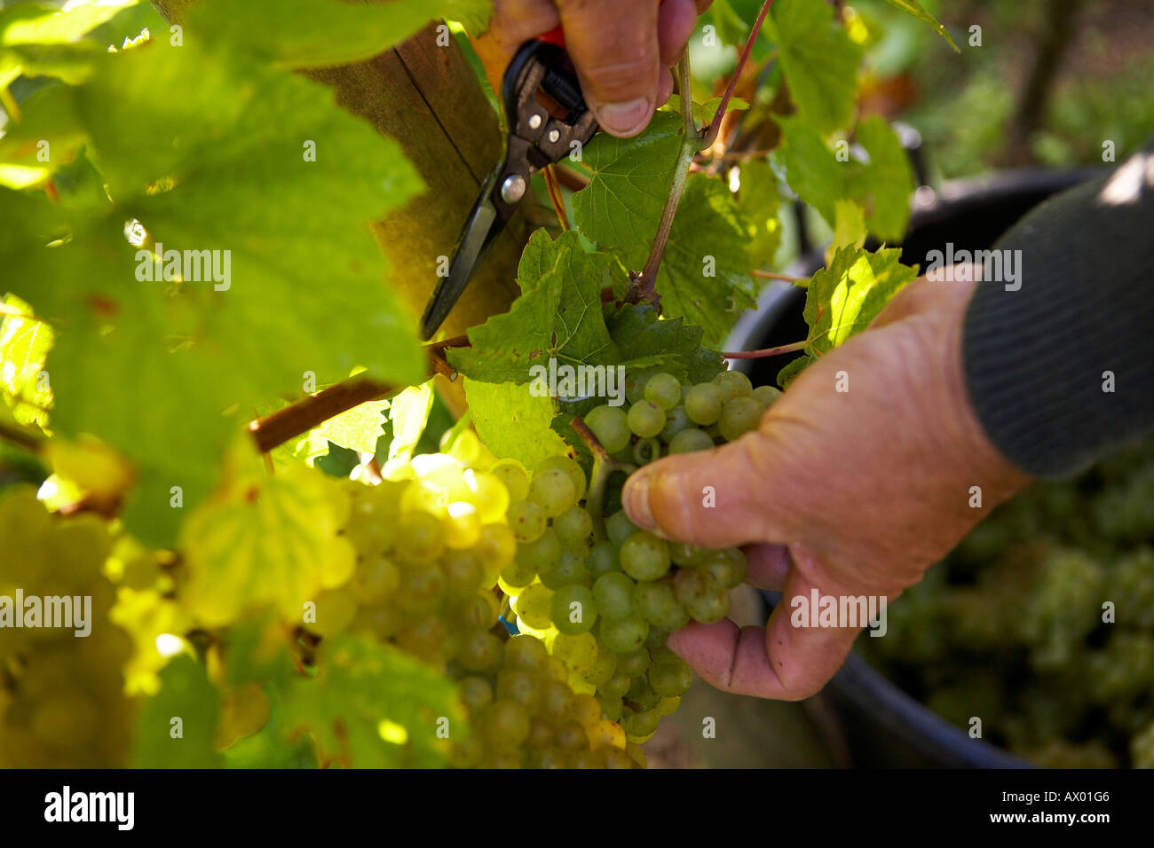 Grape wilt hi-res stock photography and images - Alamy