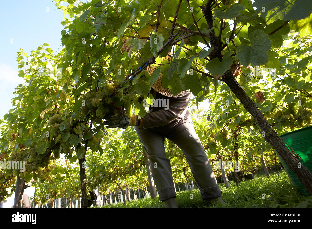 Picking Grapes Stock Photos & Picking Grapes Stock Images - Alamy