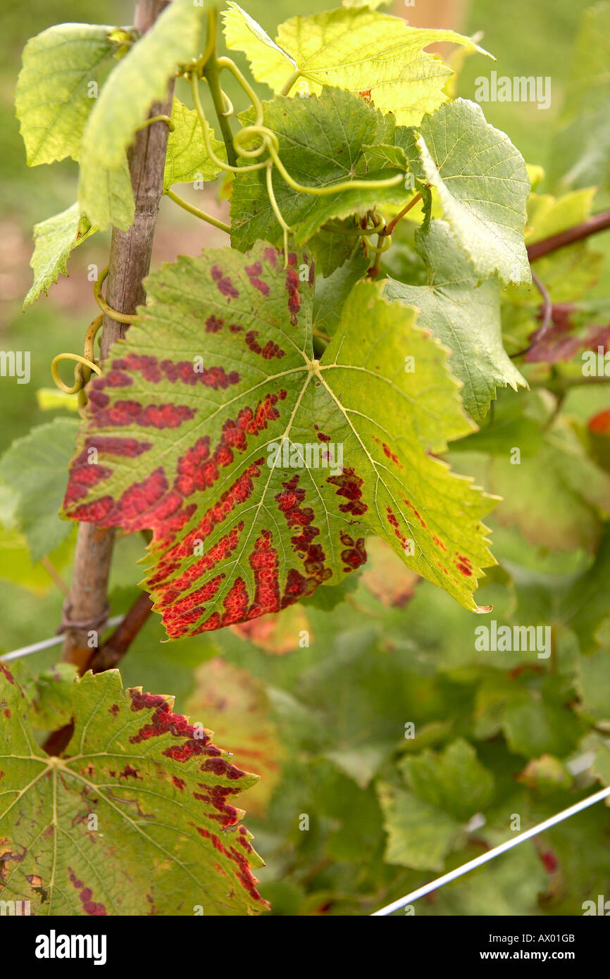 AUTUMN VINE LEAF PORTRAIT Stock Photo - Alamy