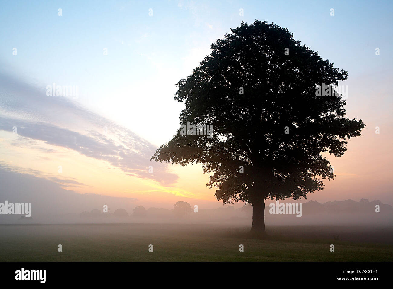 LONE OAK TREE WITH DRAMATIC EARLY MORNING SKY Stock Photo - Alamy